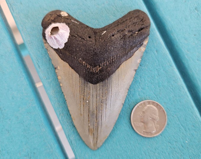 3.89" Megalodon Shark Tooth Fossil With Barnacle Growth - Etsy