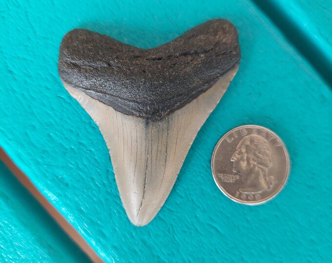 2.67 Megalodon Shark Tooth Fossil Real, No Restorations - Etsy