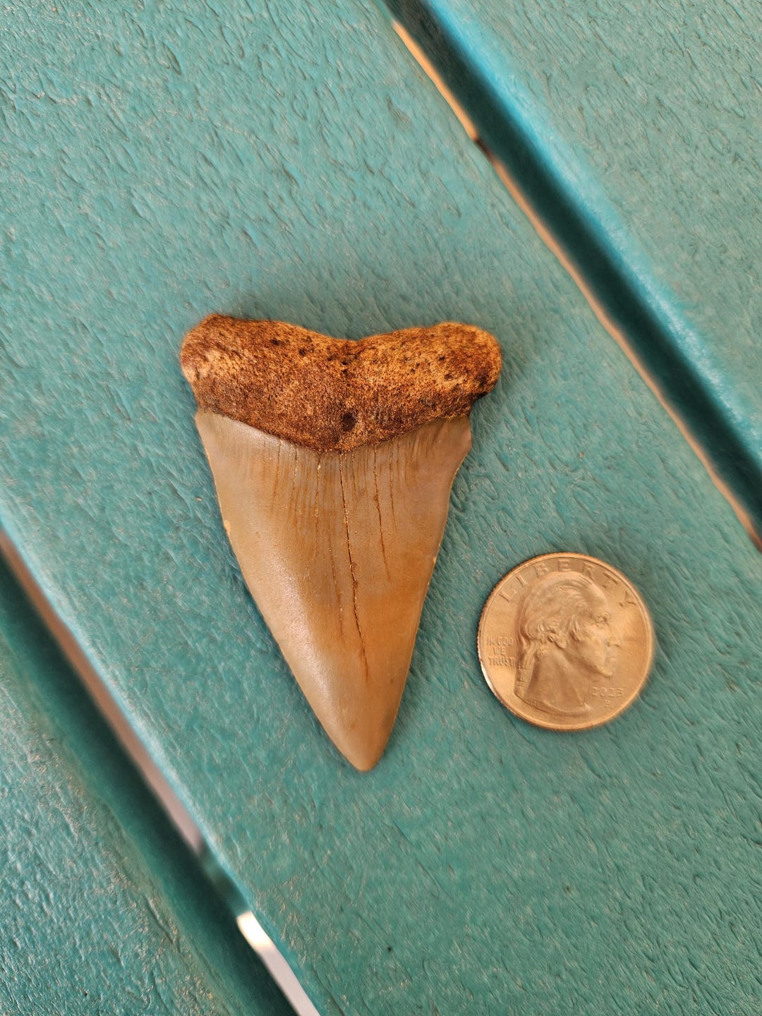 2.58" Fossilized Extinct Giant Mako Shark Tooth - Etsy