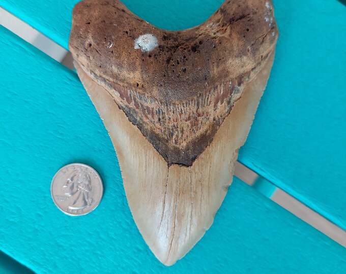 5.09" Megalodon Shark Tooth Fossil - Real, No Restorations - Etsy