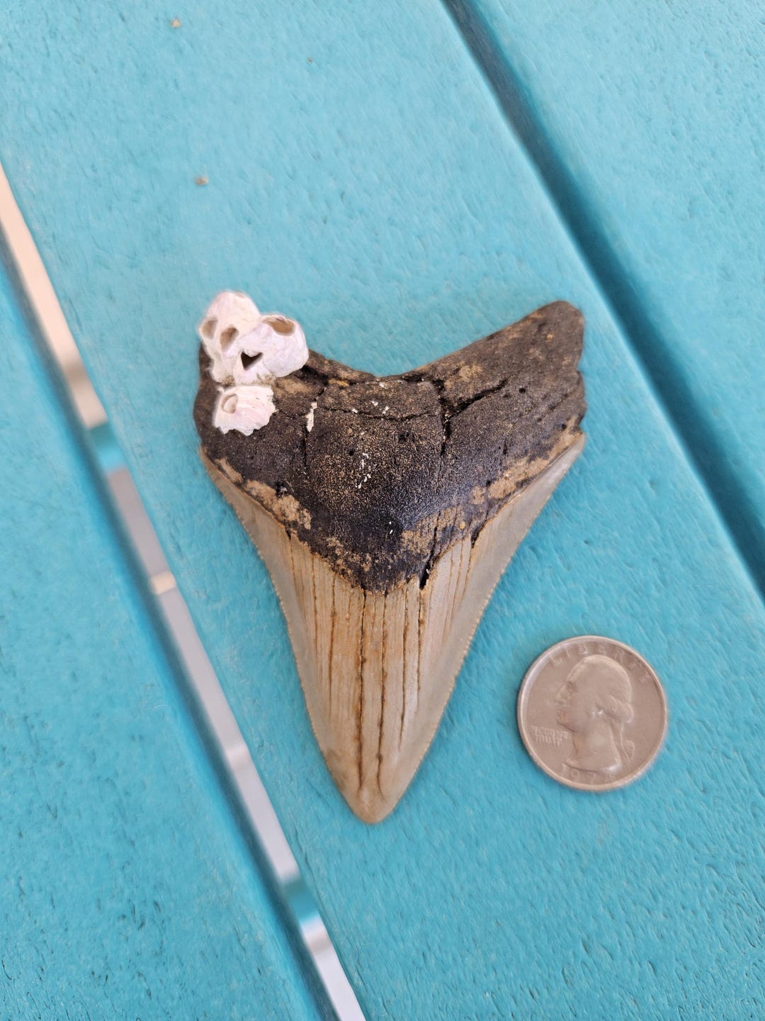 3.63" Megalodon Shark Tooth Authentic Fossil With Barnacle Growth - Etsy