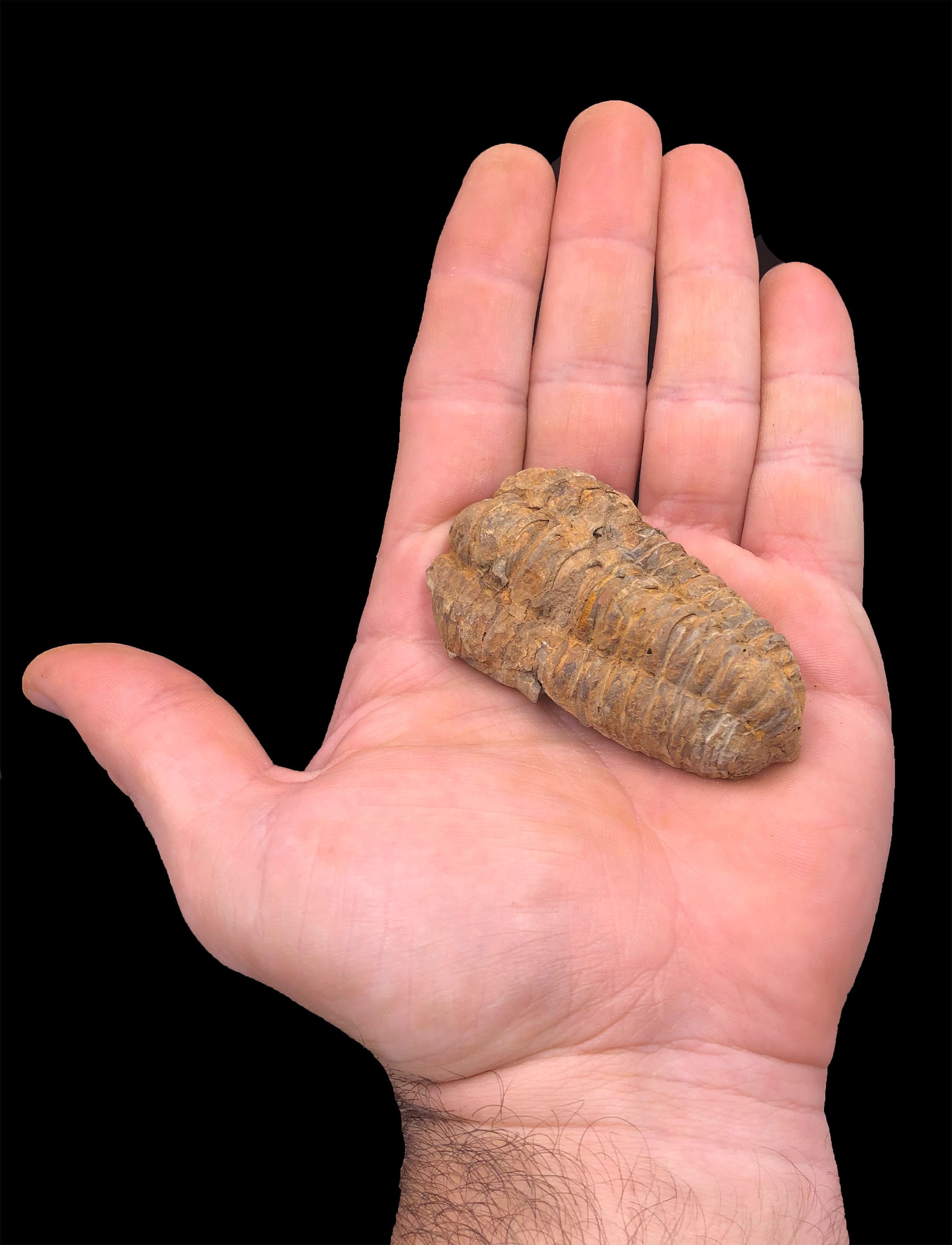 25 Small Trilobite Fossils - Trilobites from Morocco, North Africa
