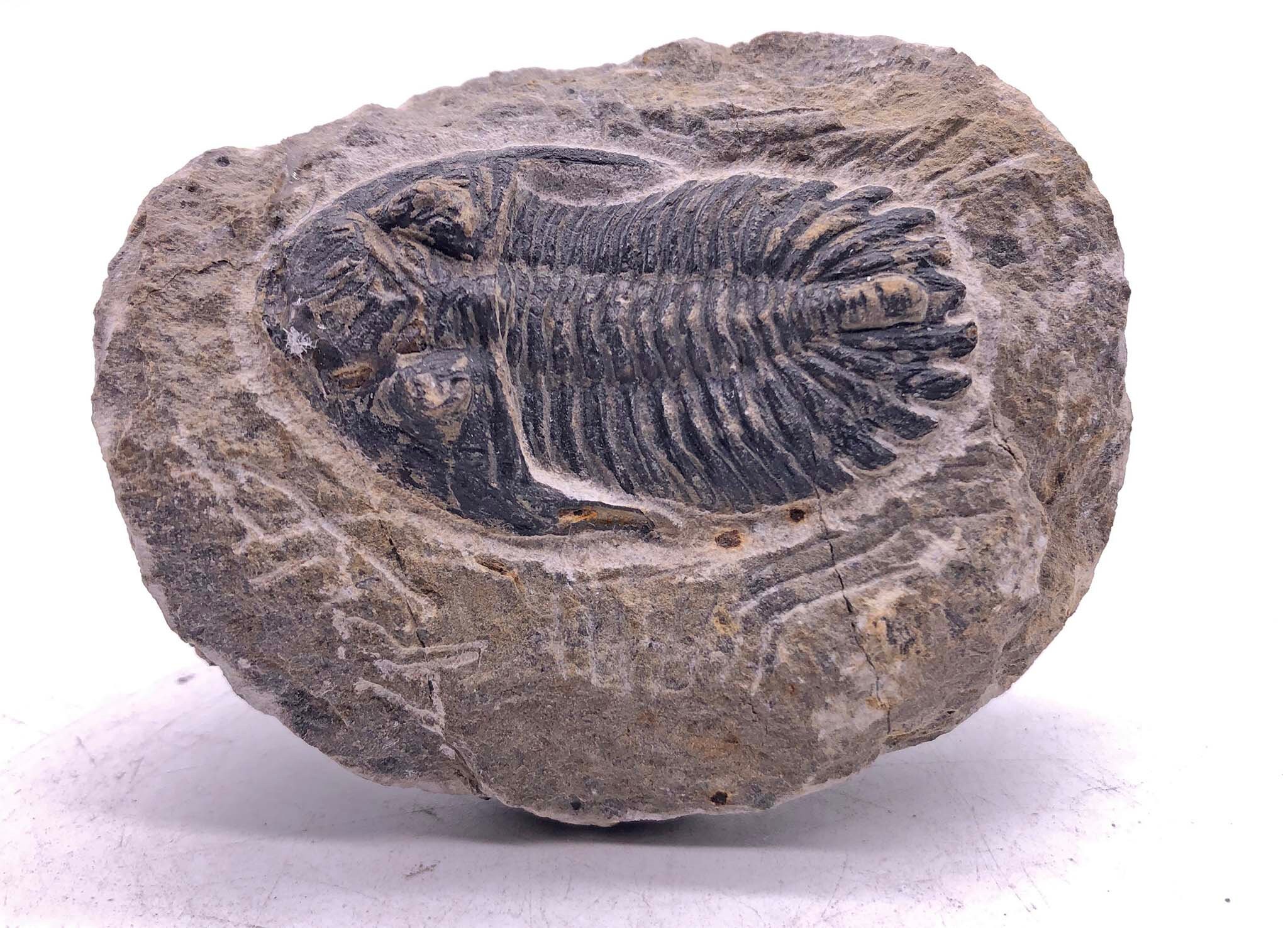 Cobble Creek: Trilobite (Hollardops) Fossil on Matrix from Morocco ...
