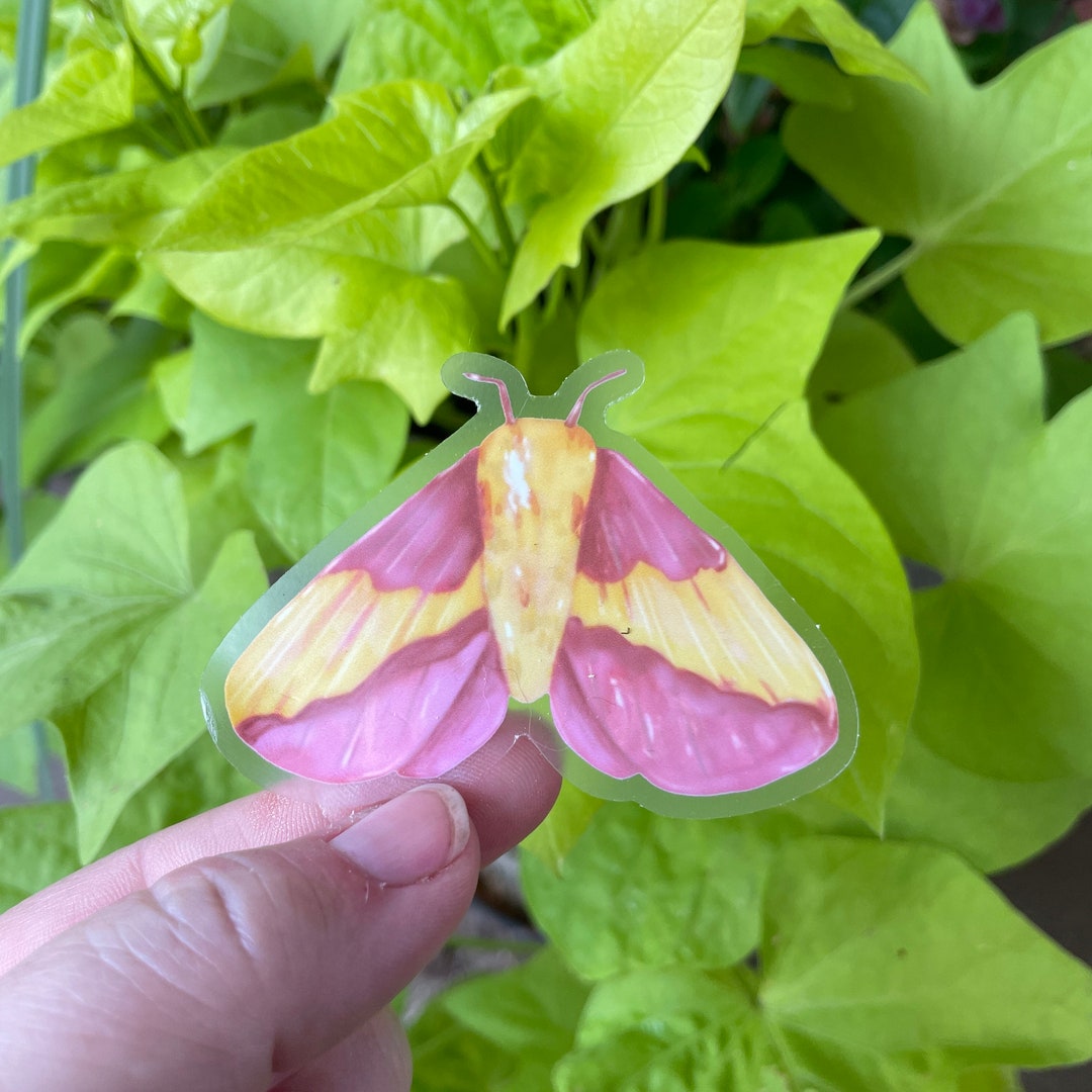 Rosy Maple Moth Sticker, Clear Vinyl Sticker - Etsy