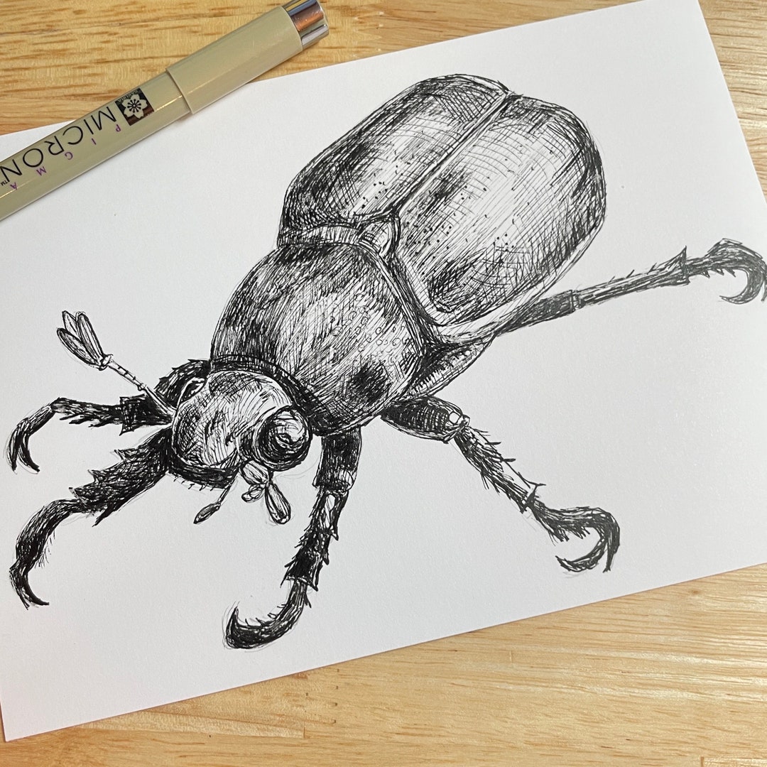 Beetle Illustration, Original Pen and Ink Drawing, 5x7 Inch, Insect Art ...