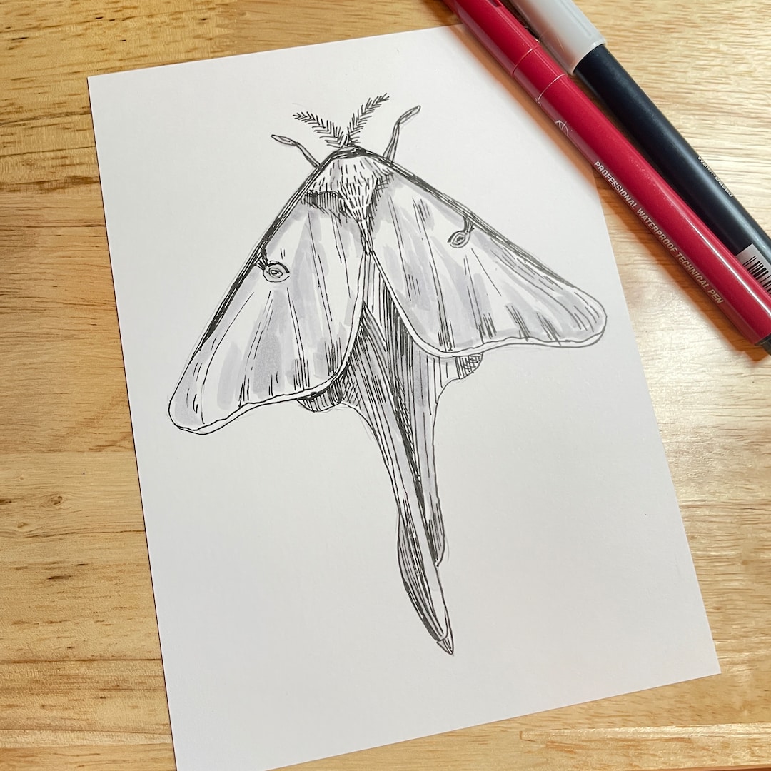 Luna Moth Original Pen and Ink Drawing, 5x7 Inches - Etsy