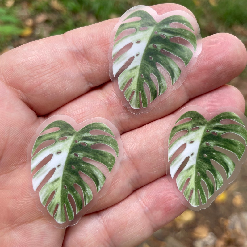 Monstera Party - Etsy