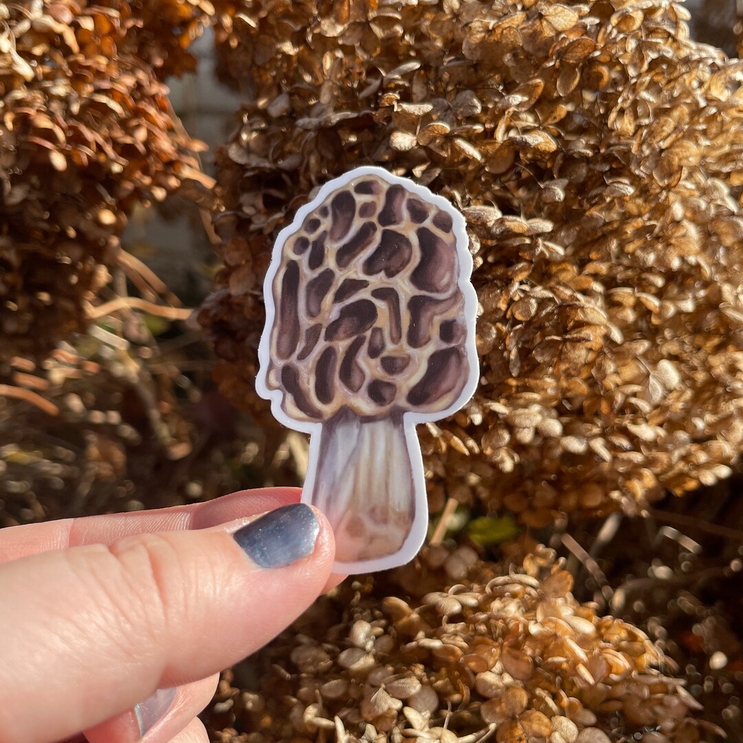 Morel Mushroom Sticker, Waterproof Vinyl Sticker, Nature Sticker - Etsy