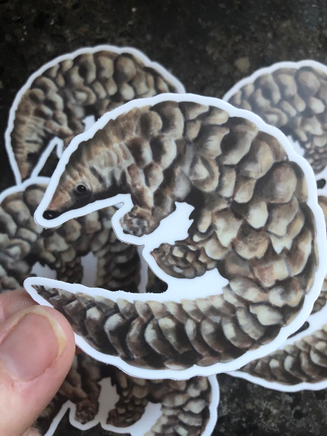Pangolin Sticker | Matte Vinyl - Etsy