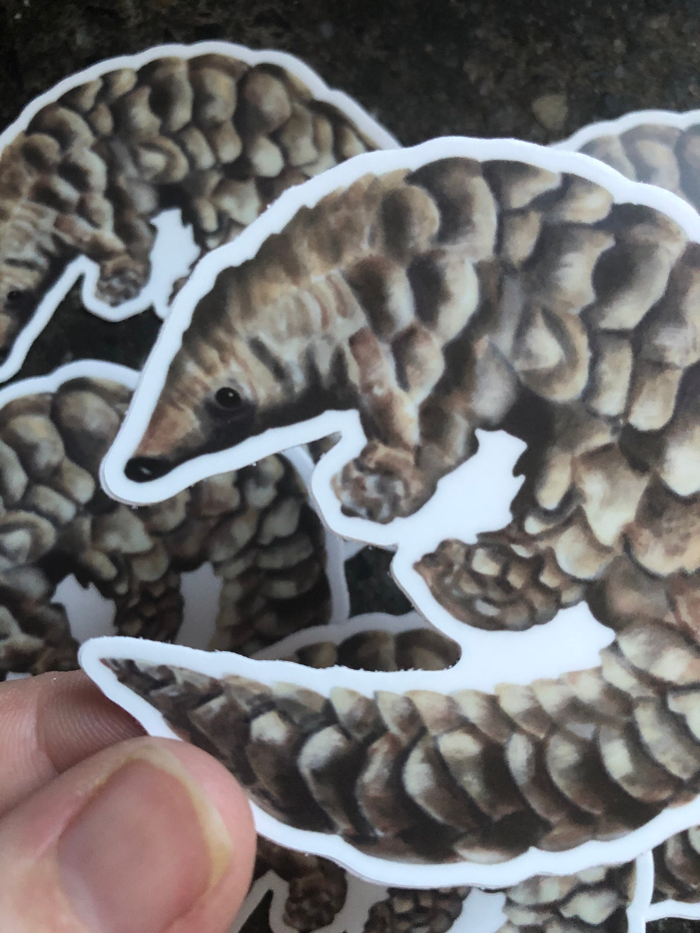 Pangolin Sticker Matte Vinyl | Etsy
