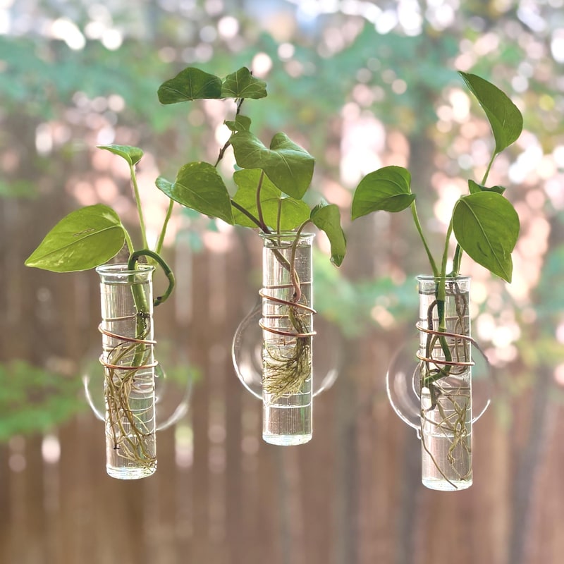 Test Tubes Plant - Etsy