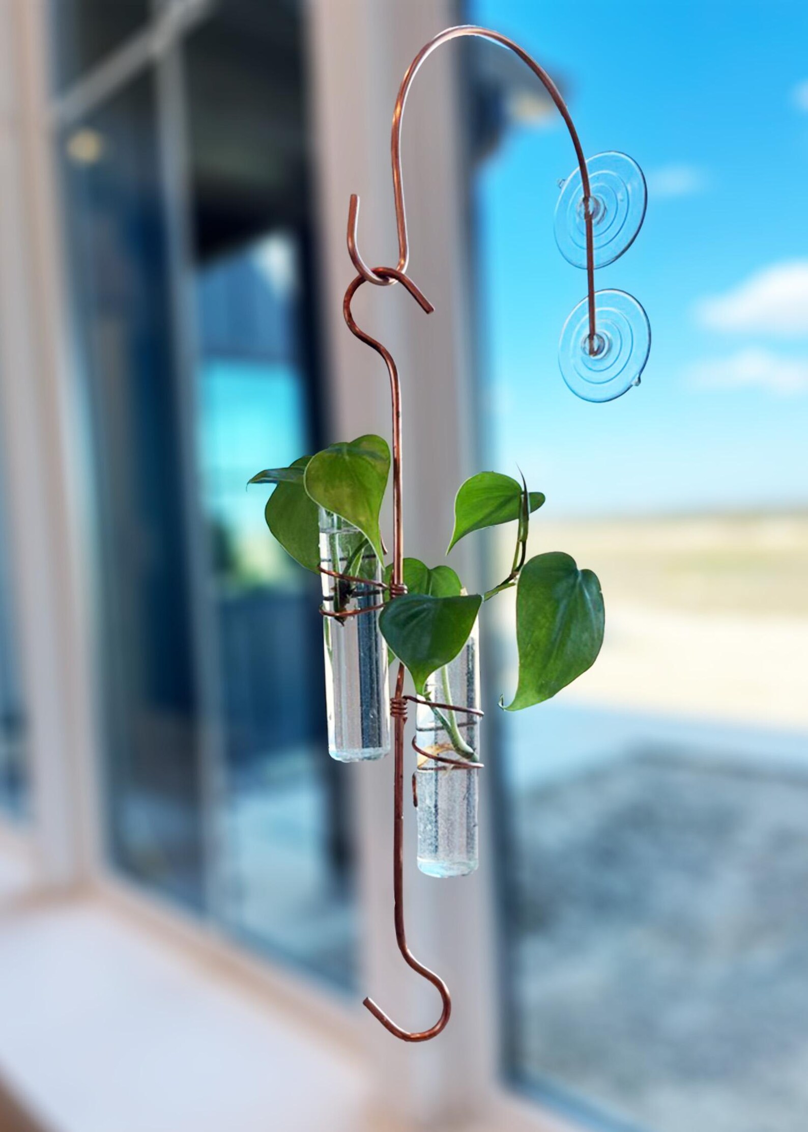 The Holly Hook Window Plant Propagator - Etsy