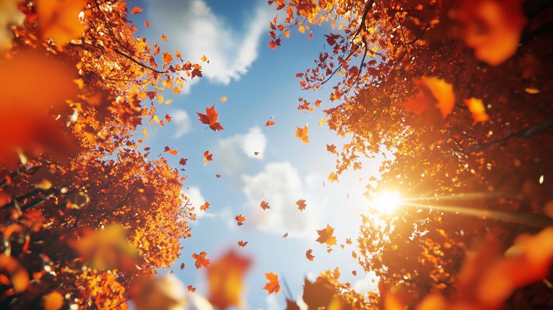 Autumn Thanksgiving Virtual Background Bundle | Work From Home Pngs ...