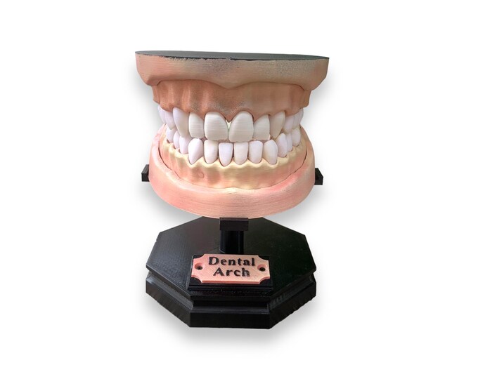 Tooth Model, Lower Jaw Upper Jaw, Dent Model, Dentists, Halloween ...