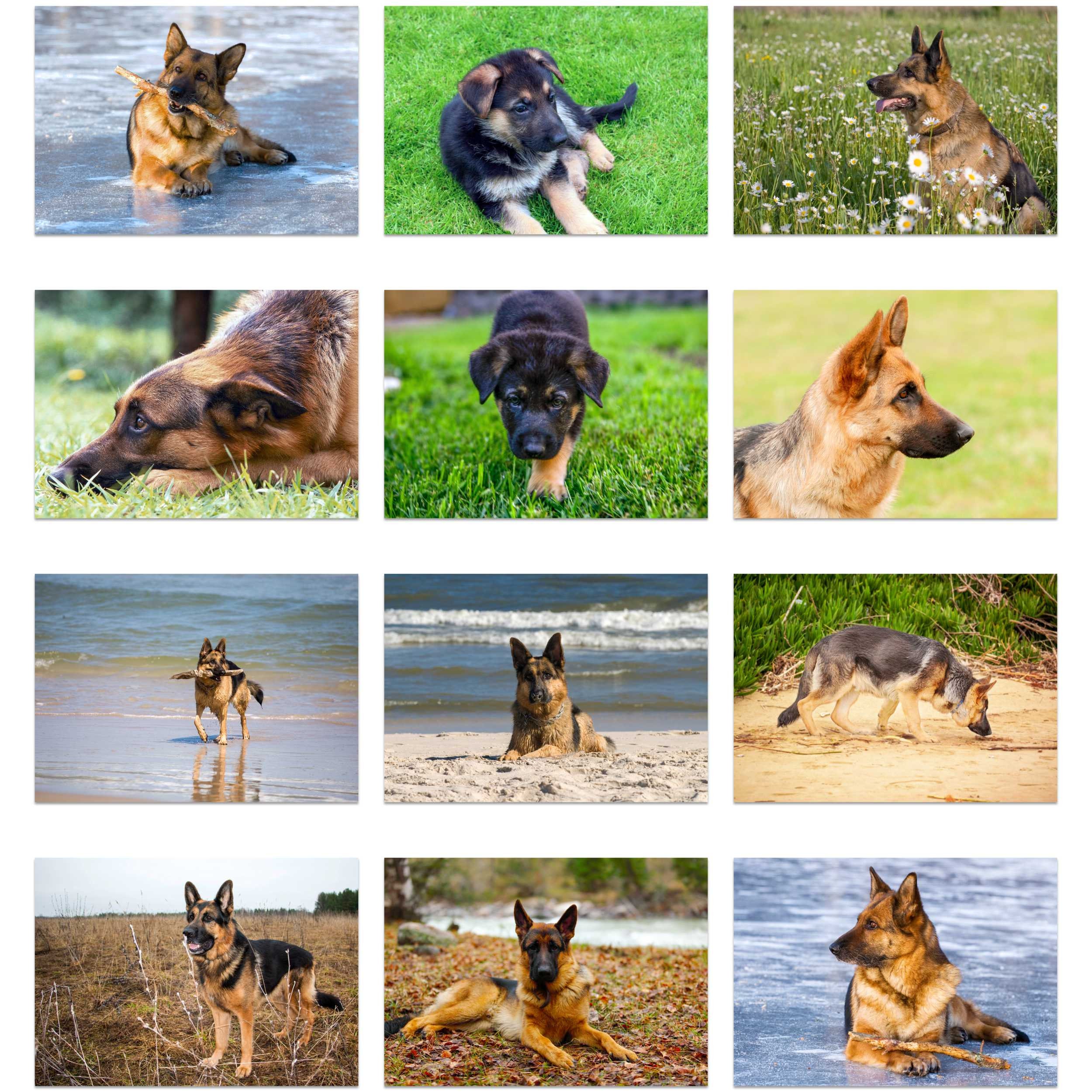 German Shepherd 2024 Wall Calendar sold by Bored Marisa | SKU 97160007 ...