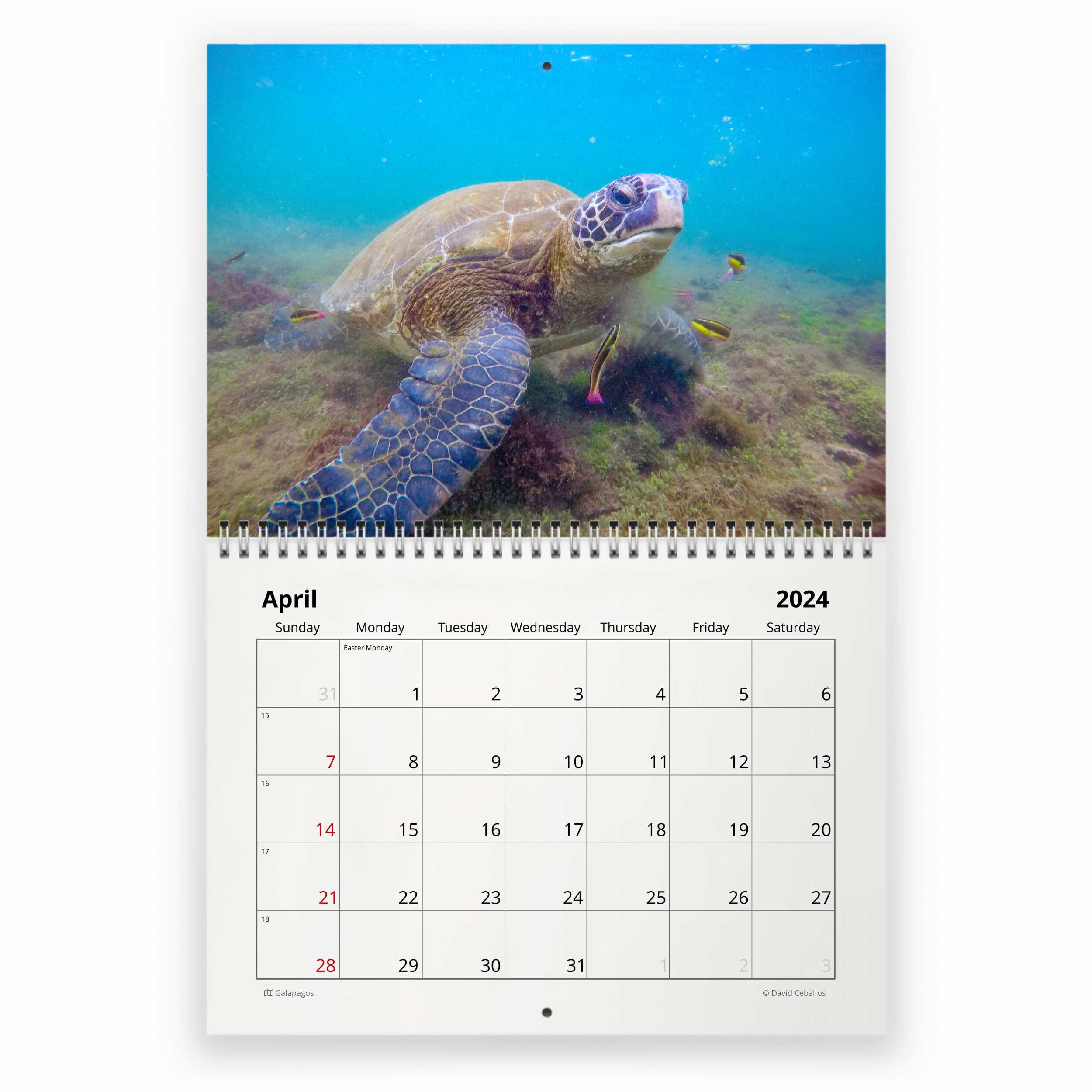 Diving 2024 Wall Calendar sold by Bored Marisa | SKU 97159789 | 50% OFF ...