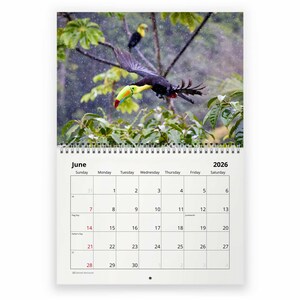 Toucan 2026 Wall Calendar ID:W26063 - Etsy