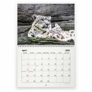 Snow Leopard 2025 Wall Calendar ID:W25045 - Etsy