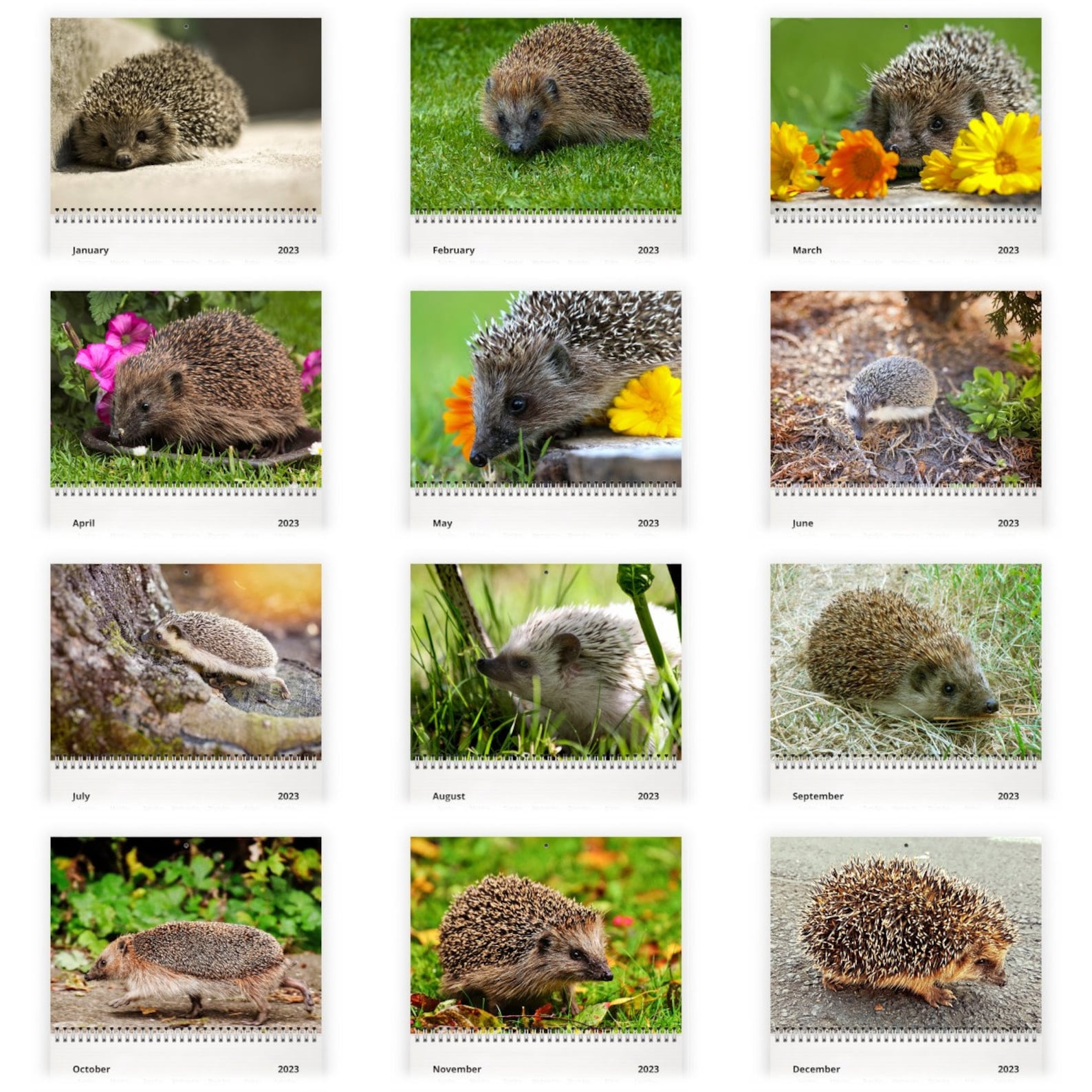 Hedgehog 2023 Wall Calendar ID:12761 - Etsy