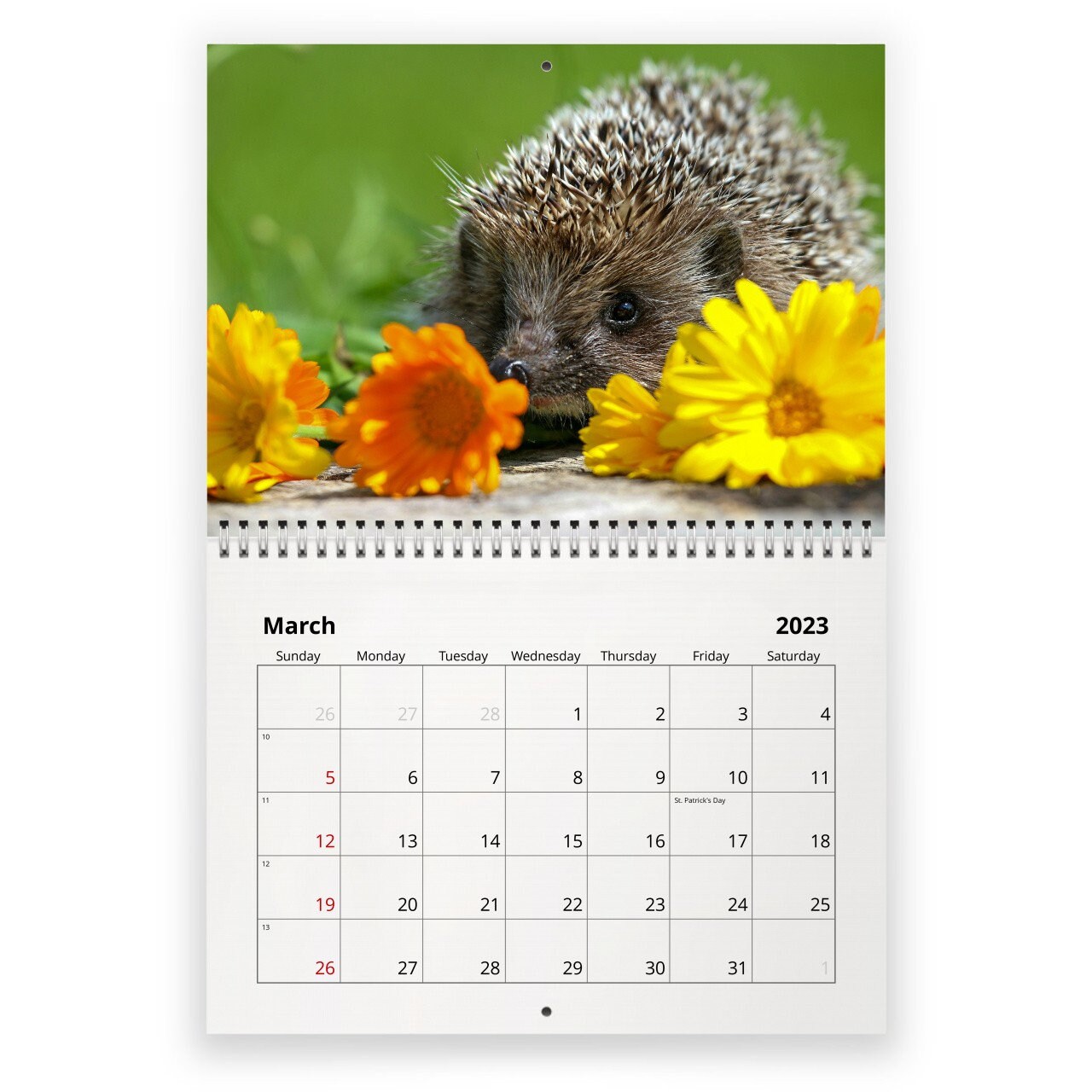 Hedgehog 2023 Wall Calendar ID:12761 - Etsy