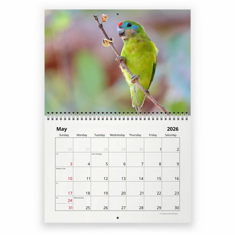 Parrot 2026 Wall Calendar ID:W26110 - Etsy