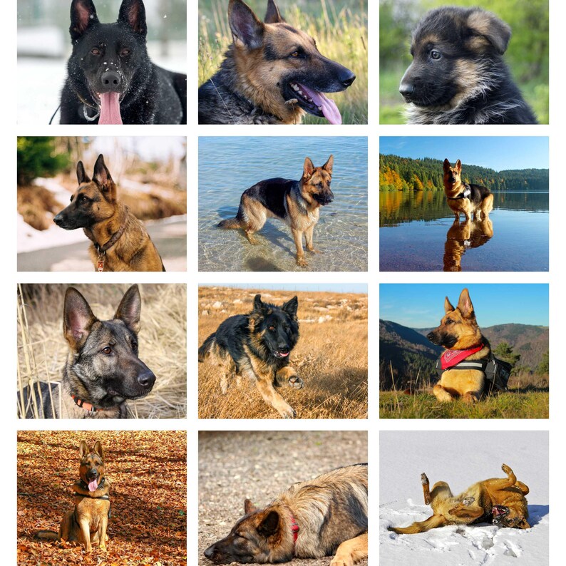 German Shepherd 2026 Desk Calendar ID:L23127 - Etsy