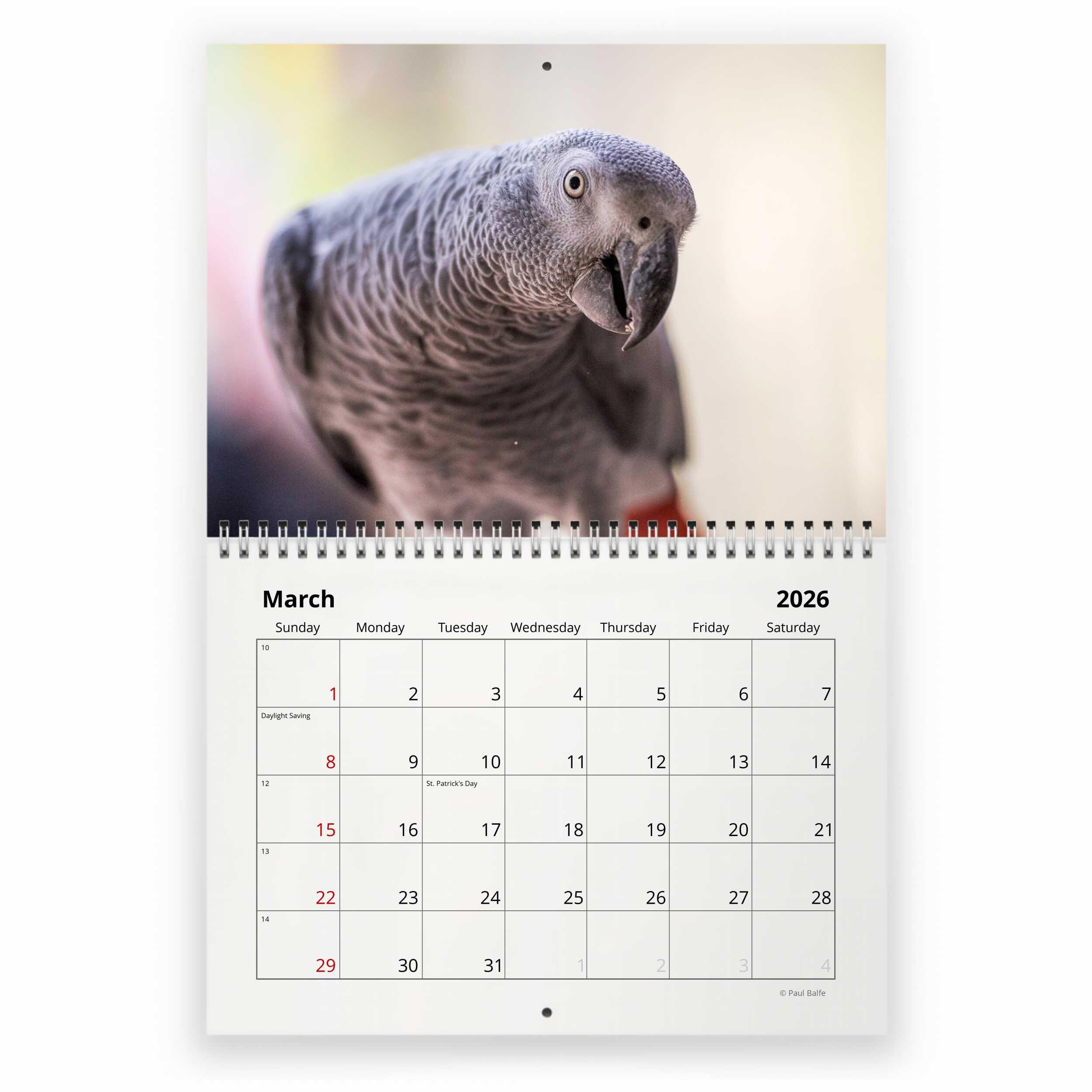 Parrot 2026 Wall Calendar ID:W26110 - Etsy