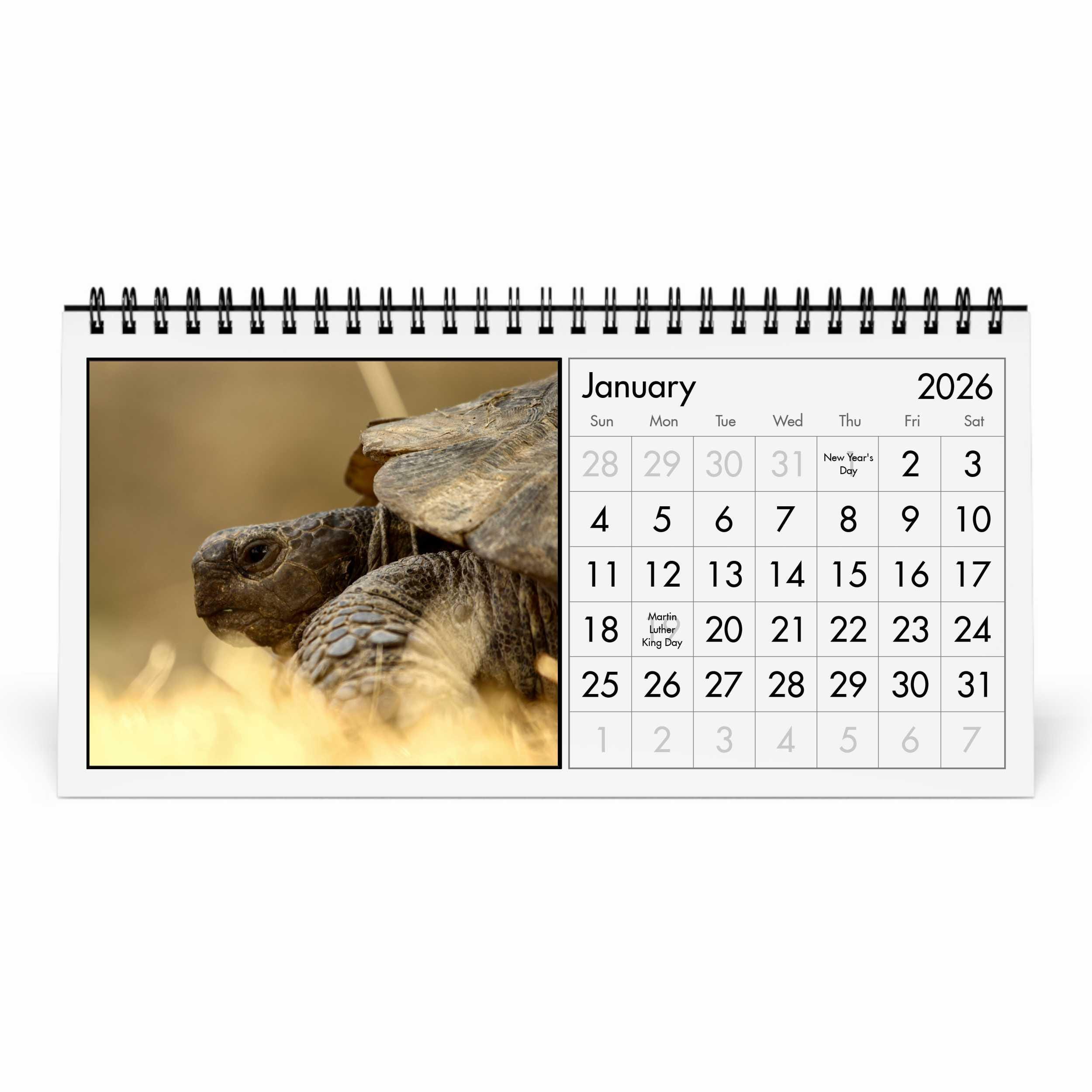Turtle 2026 Desk Calendar ID:L23114 - Etsy