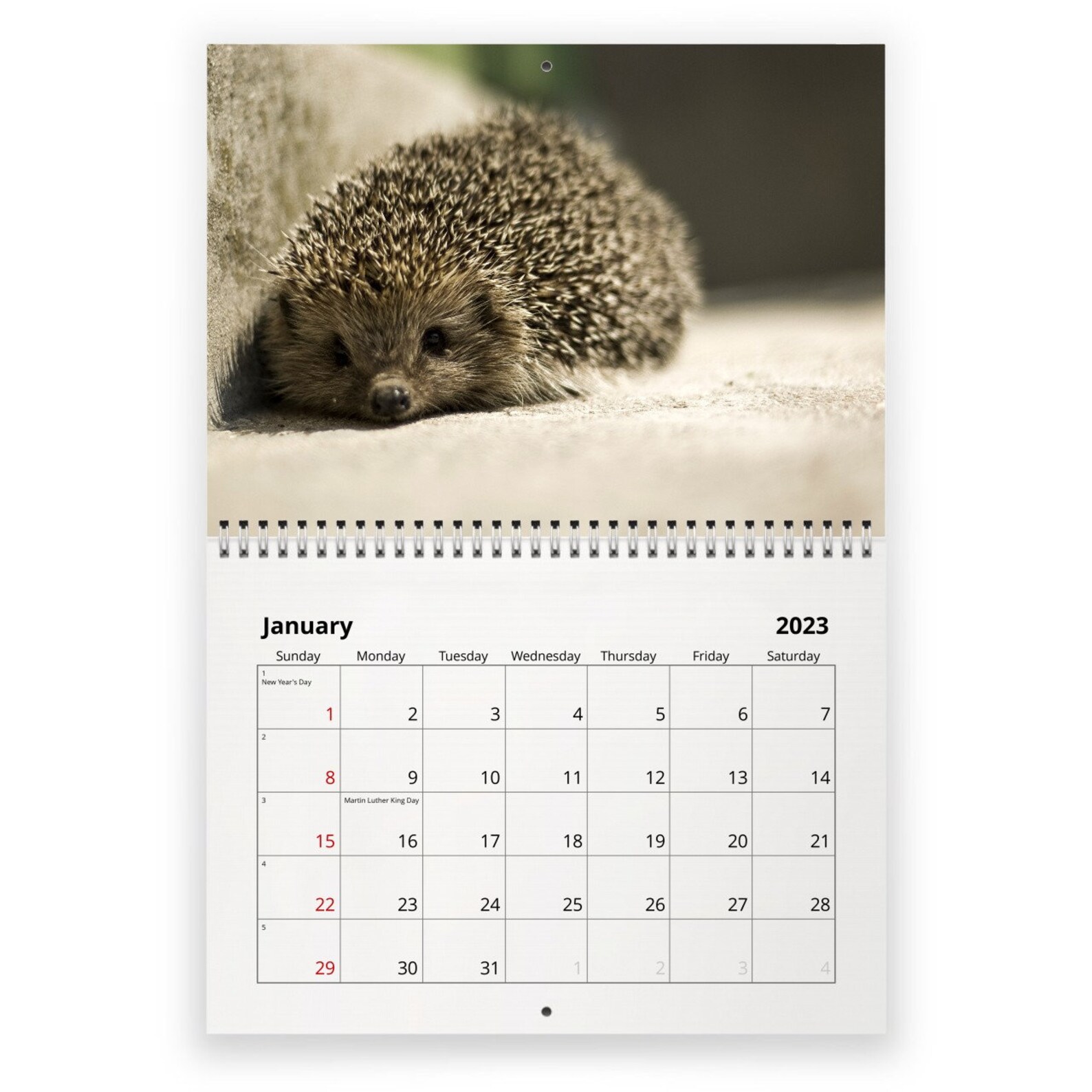 Hedgehog 2023 Wall Calendar ID:12761 - Etsy