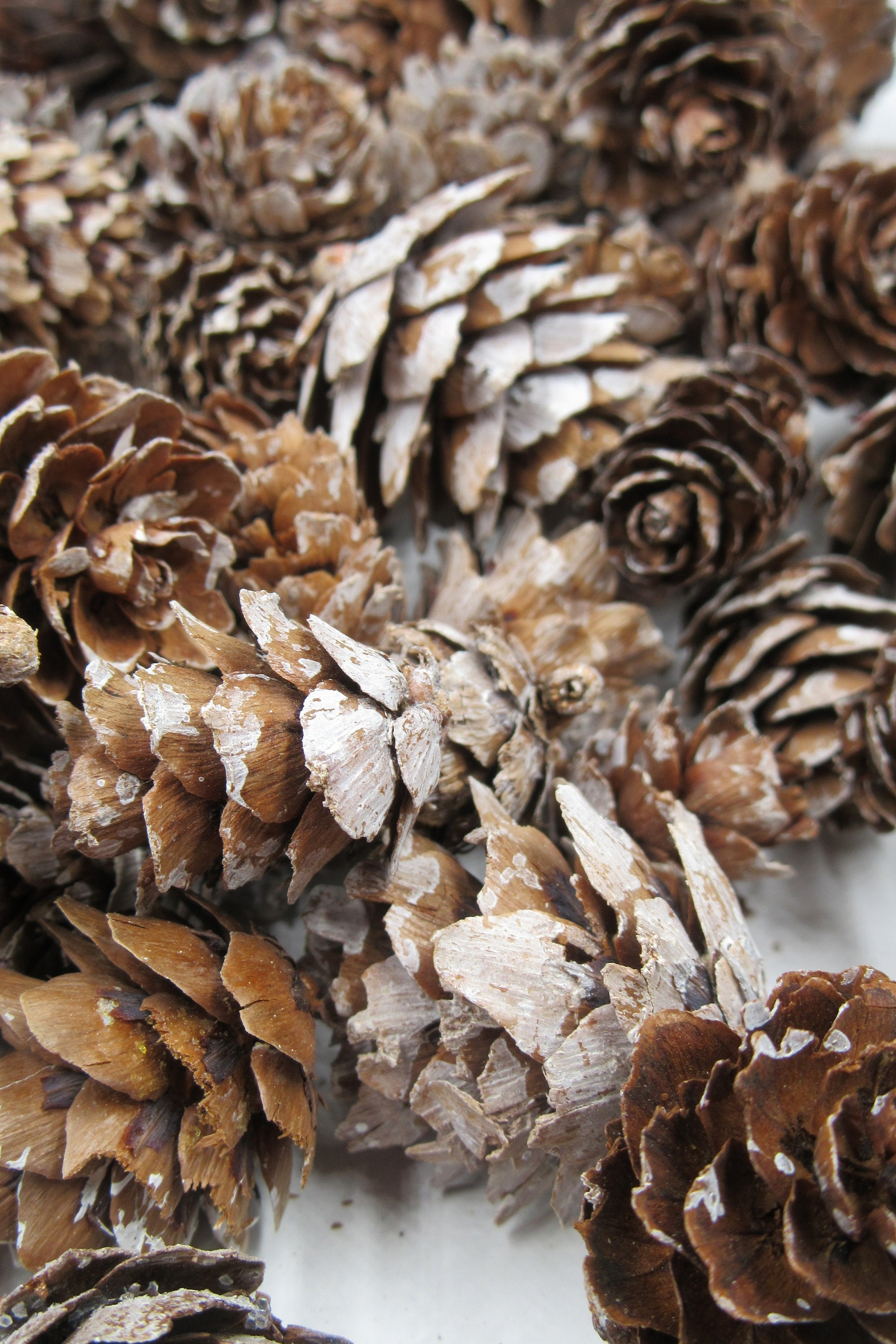 Miniature Pine Cones, Fall Autumn Pine Cones, Pine Cone Thanksgiving ...