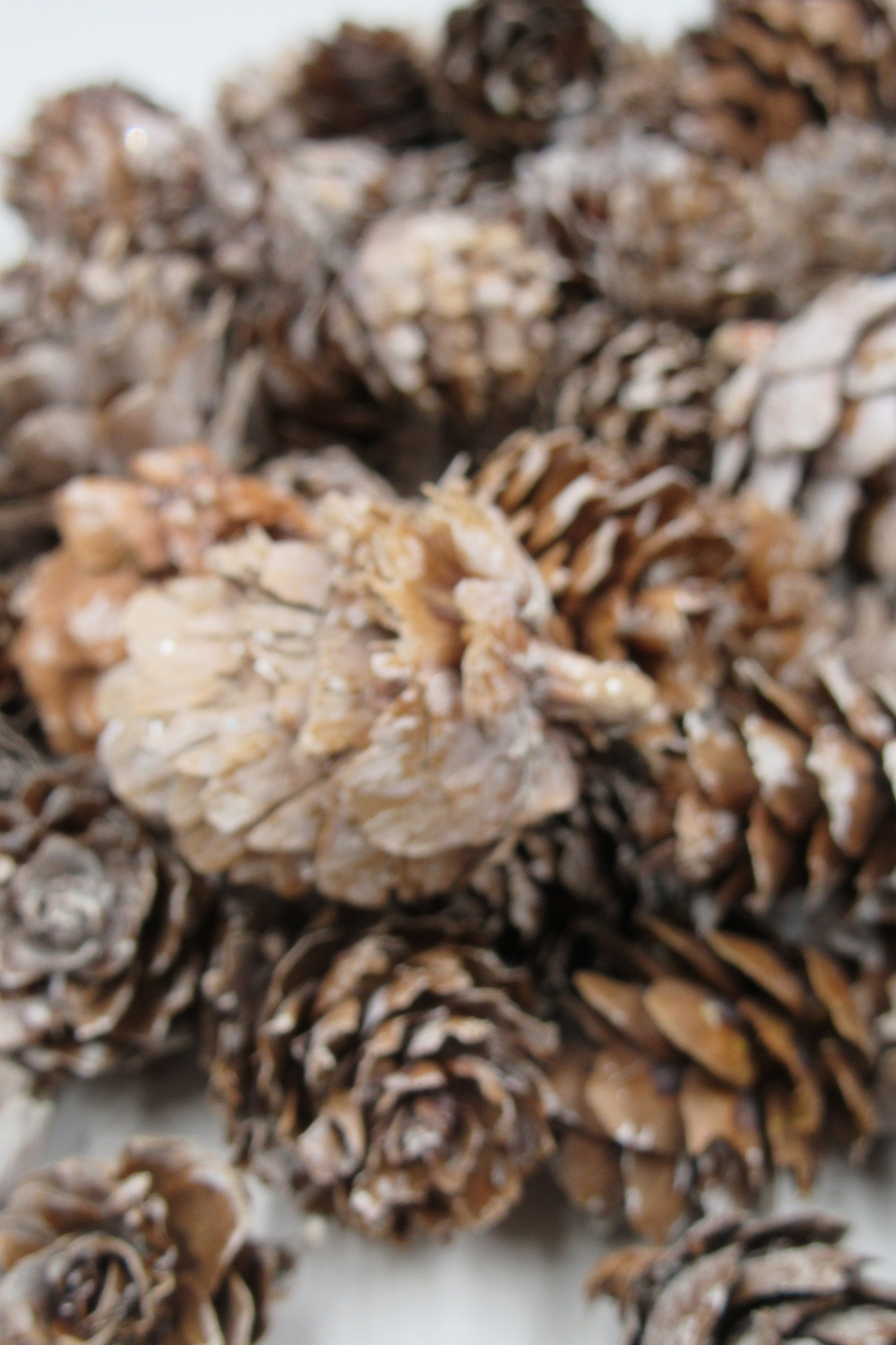 Miniature Pine Cones, Fall Autumn Pine Cones, Pine Cone Thanksgiving ...