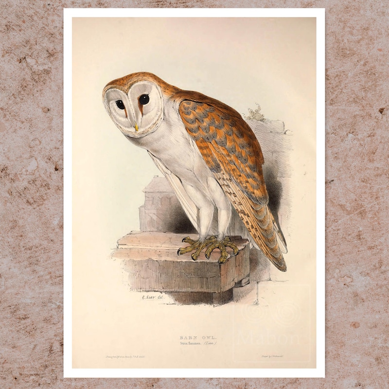 Edward Lear - Etsy