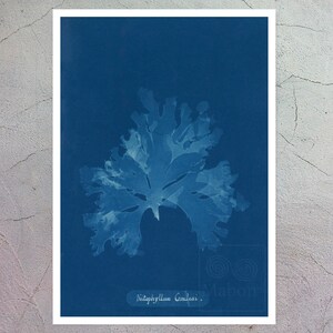 Anna Atkins - Set of 3 Vintage Cyanotype Photographs "seaweeds" Gallery ...
