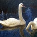 Bruno Andreas Liljefors swans in Reeds c.1907 Premium Reproduction ...