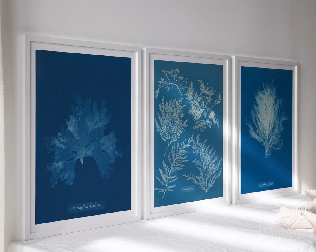 Anna Atkins - Set of 3 Vintage Cyanotype Photographs "seaweeds" Gallery ...