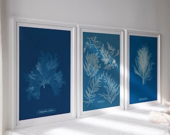Cyanotype Print - Etsy UK