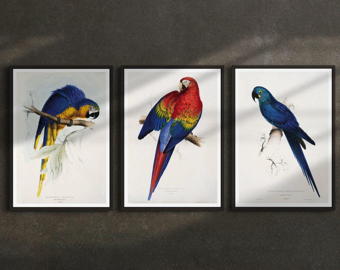 Antique Parrot Prints: Edward Lear 1832 Plates (digital Download ...