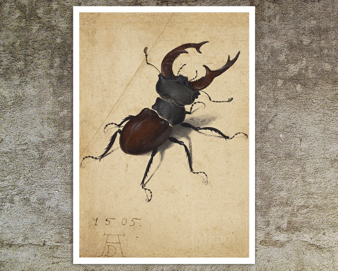 Albrecht Dürer - "cervus Lucanus (stag Beetle)" (c.1505) - Premium ...