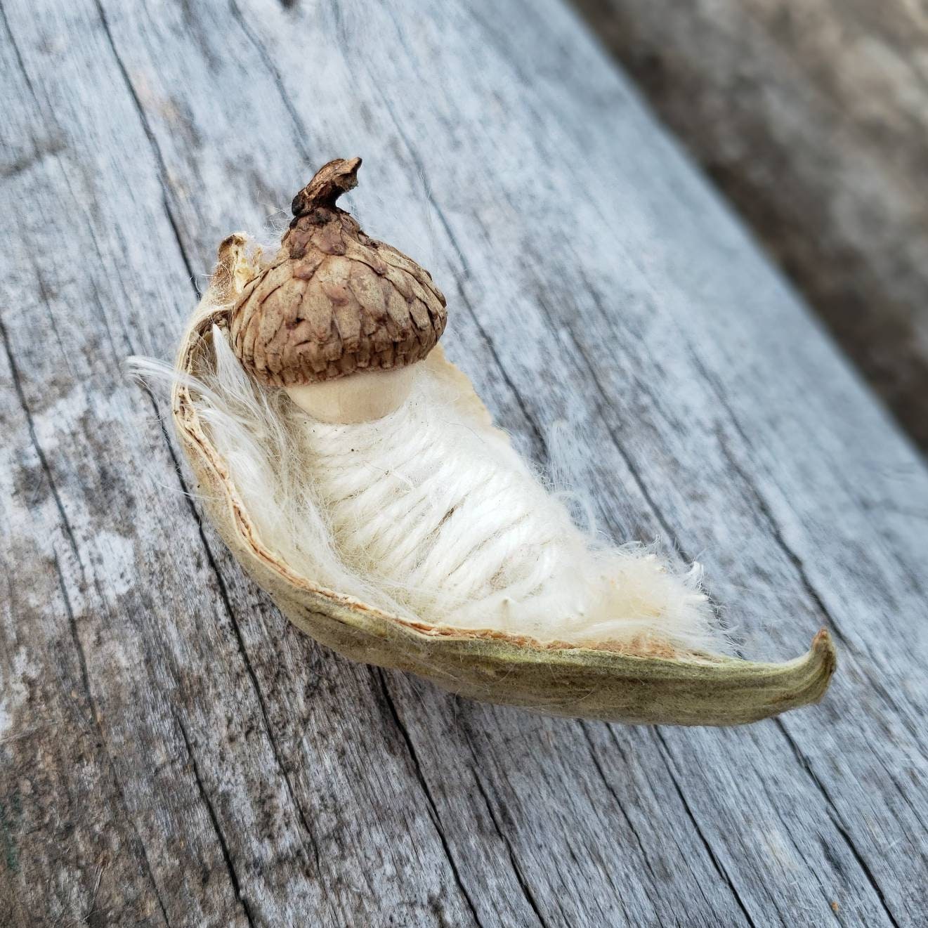 Sleeping Baby in Milkweed Pod Cradle. Christmas Ornament. Christmas ...