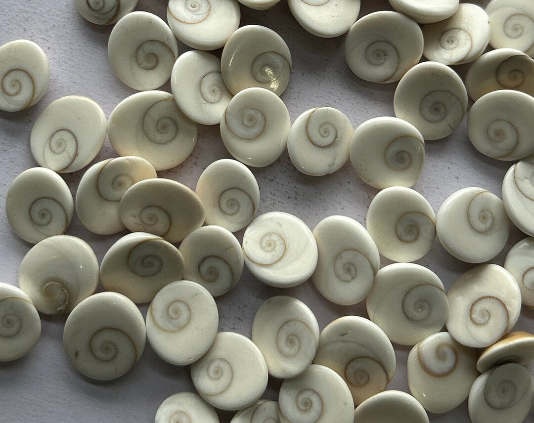 Wholesale Lot of Shiva Eye Shell Small Cabochon, Mix Shape Shiva Eye ...
