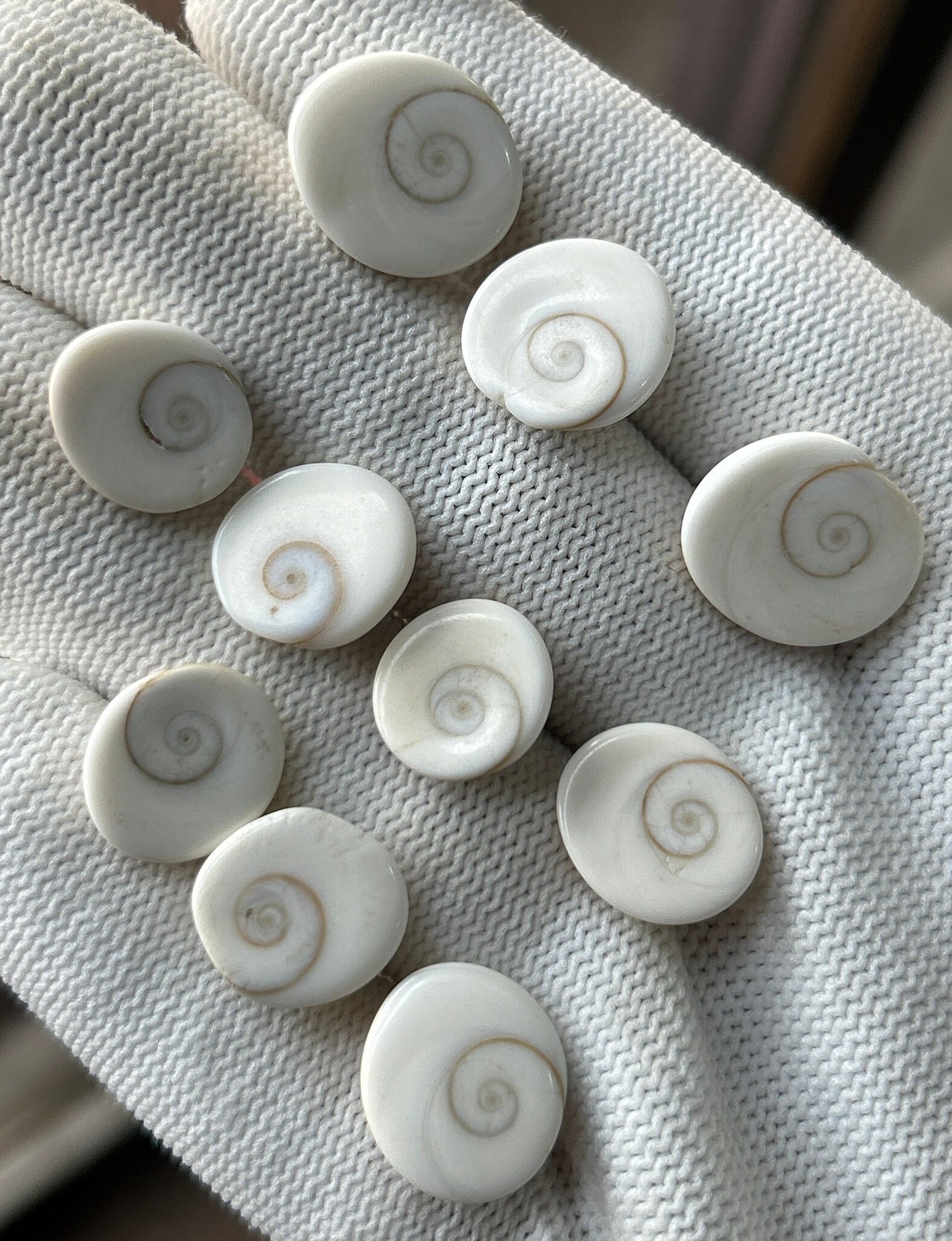 Wholesale Lot of Shiva Eye Shell Small Cabochon, Mix Shape Shiva Eye ...