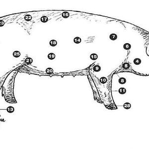 PRINTABLE Pig External Anatomy Worksheet - Etsy