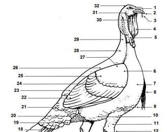 PRINTABLE Duck External Anatomy Worksheet - Etsy
