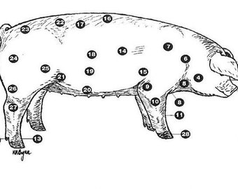 PRINTABLE Pig Digestive Anatomy Worksheet and Practice Pages Included - Etsy