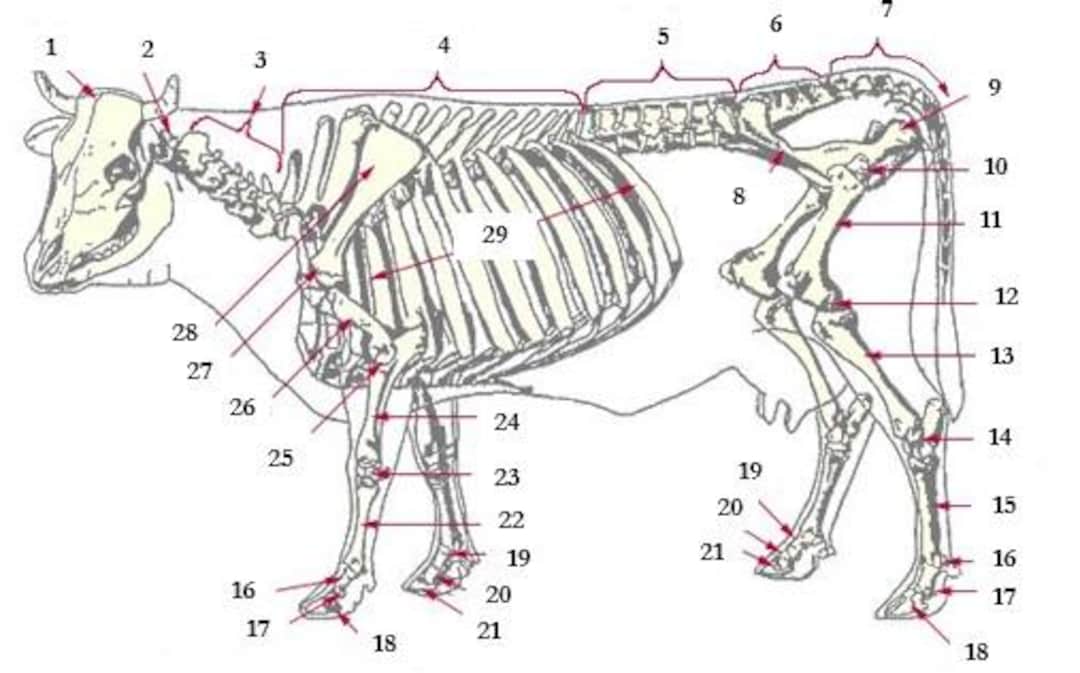 PRINTABLE Cow Skeletal Anatomy Worksheet and Practice Sheet - Etsy