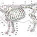 PRINTABLE Cow Skeletal Anatomy Worksheet and Practice Sheet - Etsy