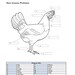 PRINTABLE Duck External Anatomy Worksheet - Etsy