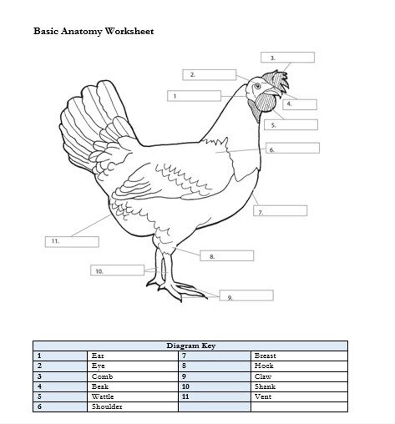 PRINTABLE Chicken Anatomy Worksheet - Etsy