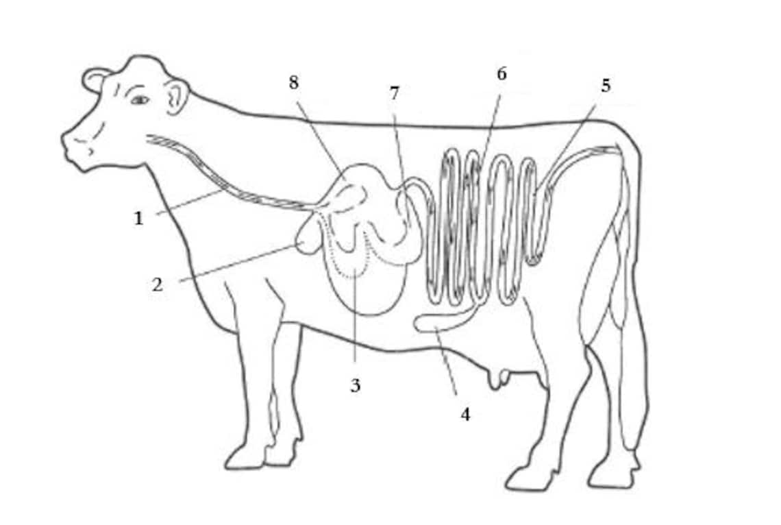 PRINTABLE Cattle External, Digestive, and Skeletal Anatomy Worksheet ...
