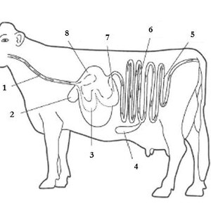 PRINTABLE Cattle External, Digestive, and Skeletal Anatomy Worksheet ...